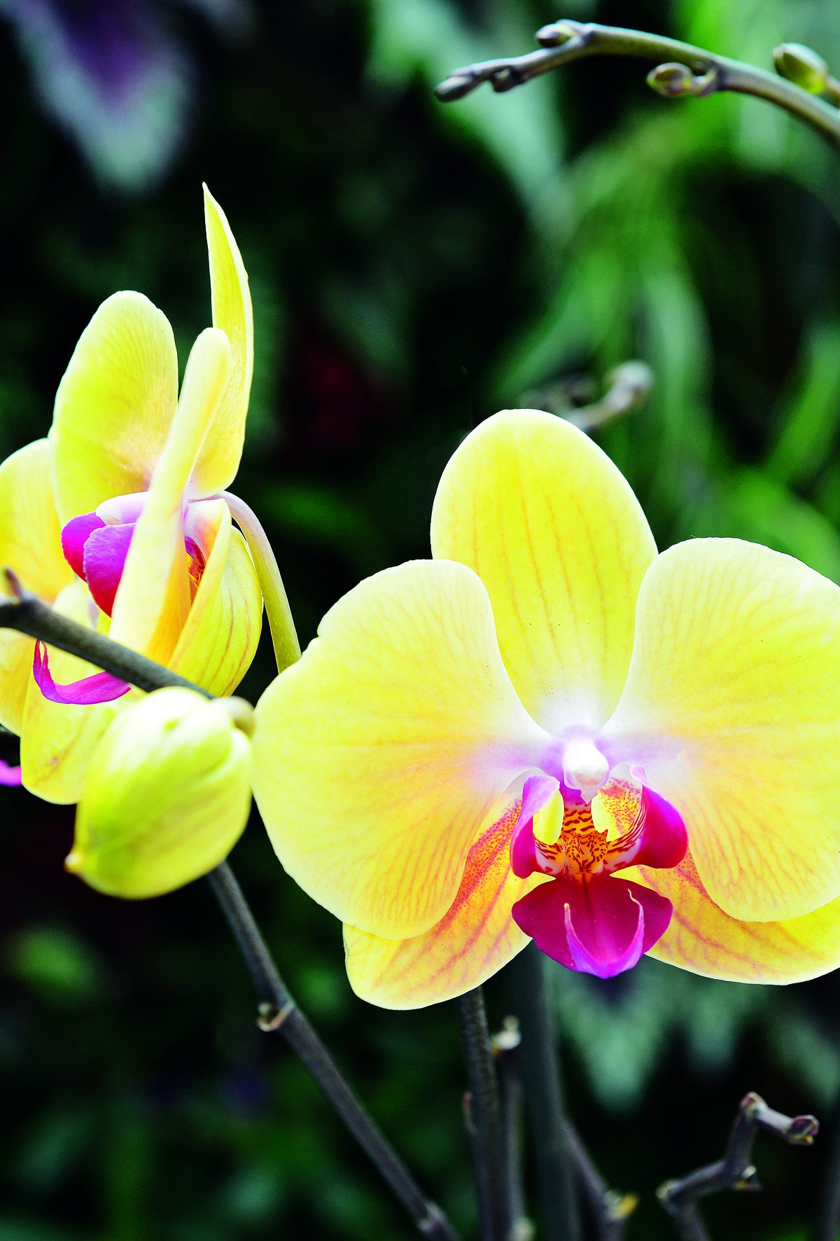 Creole gardens : the colours of Reunion Island