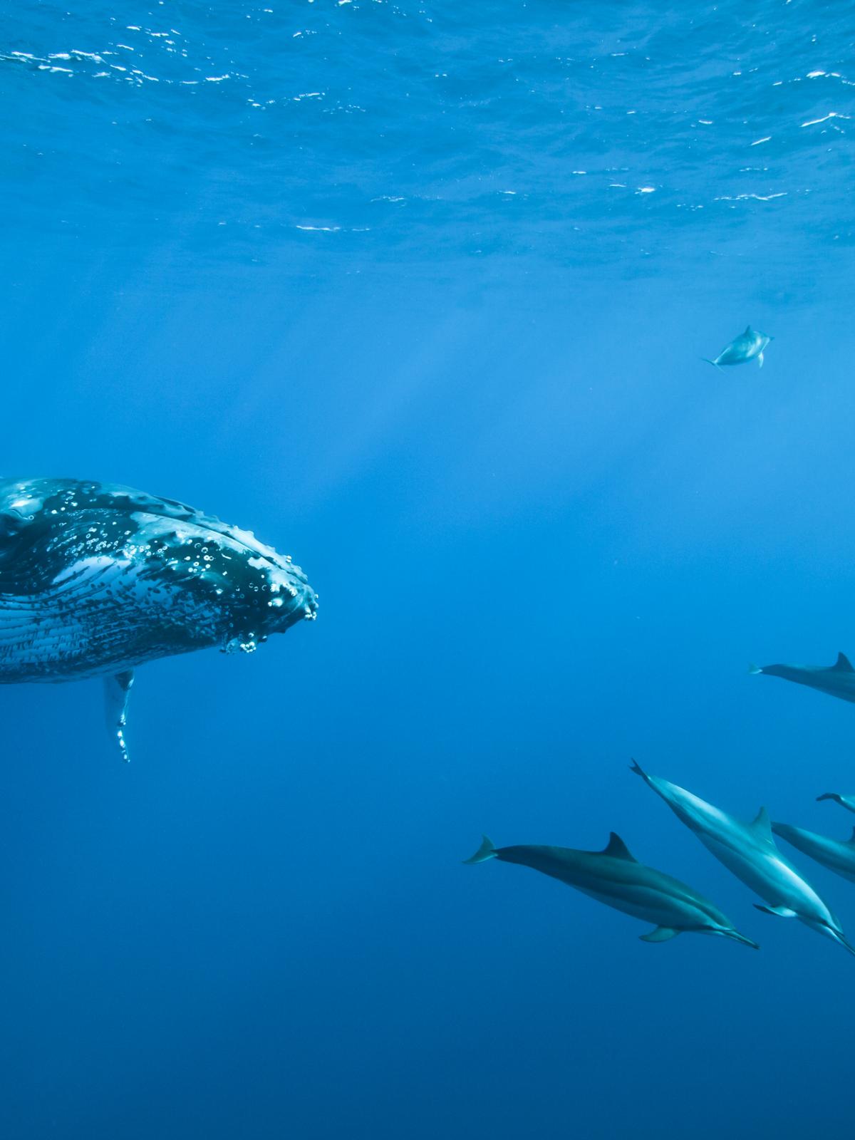 Découvrez | Île de la Réunion Tourisme
