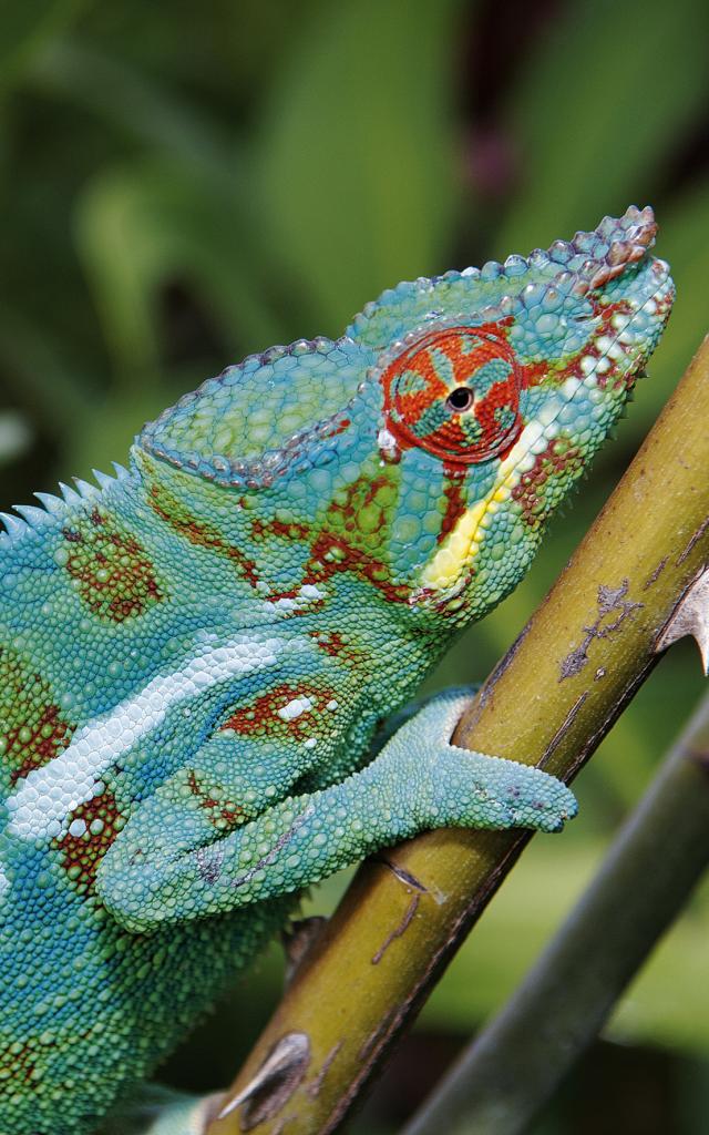 Wildlife of Reunion Island: a island full of riches