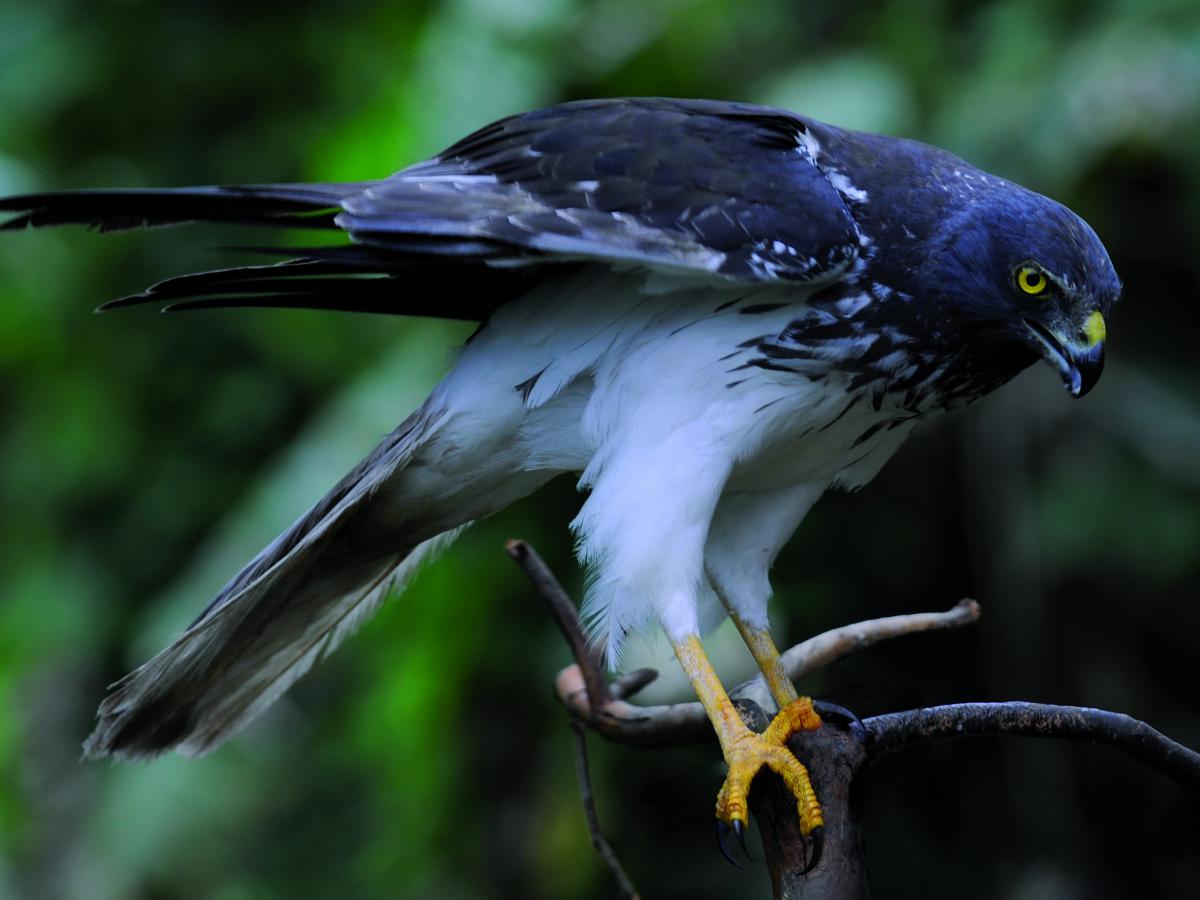 Wildlife of Reunion Island: a island full of riches