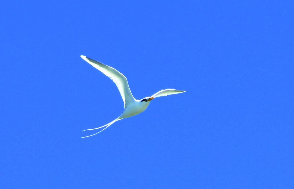Tropicbird of Reunion Island: an iconic bird
