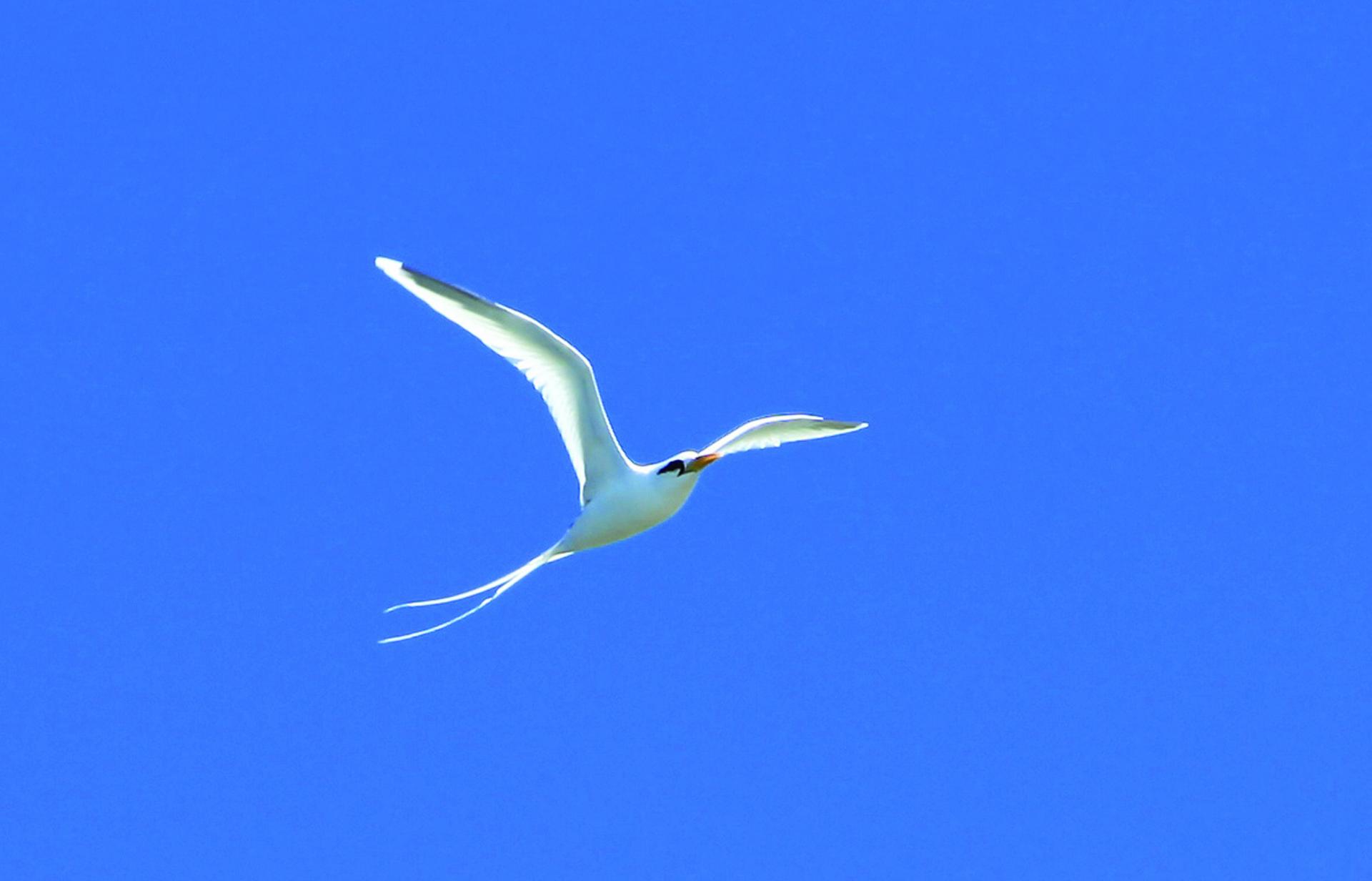Tropicbird of Reunion Island: an iconic bird