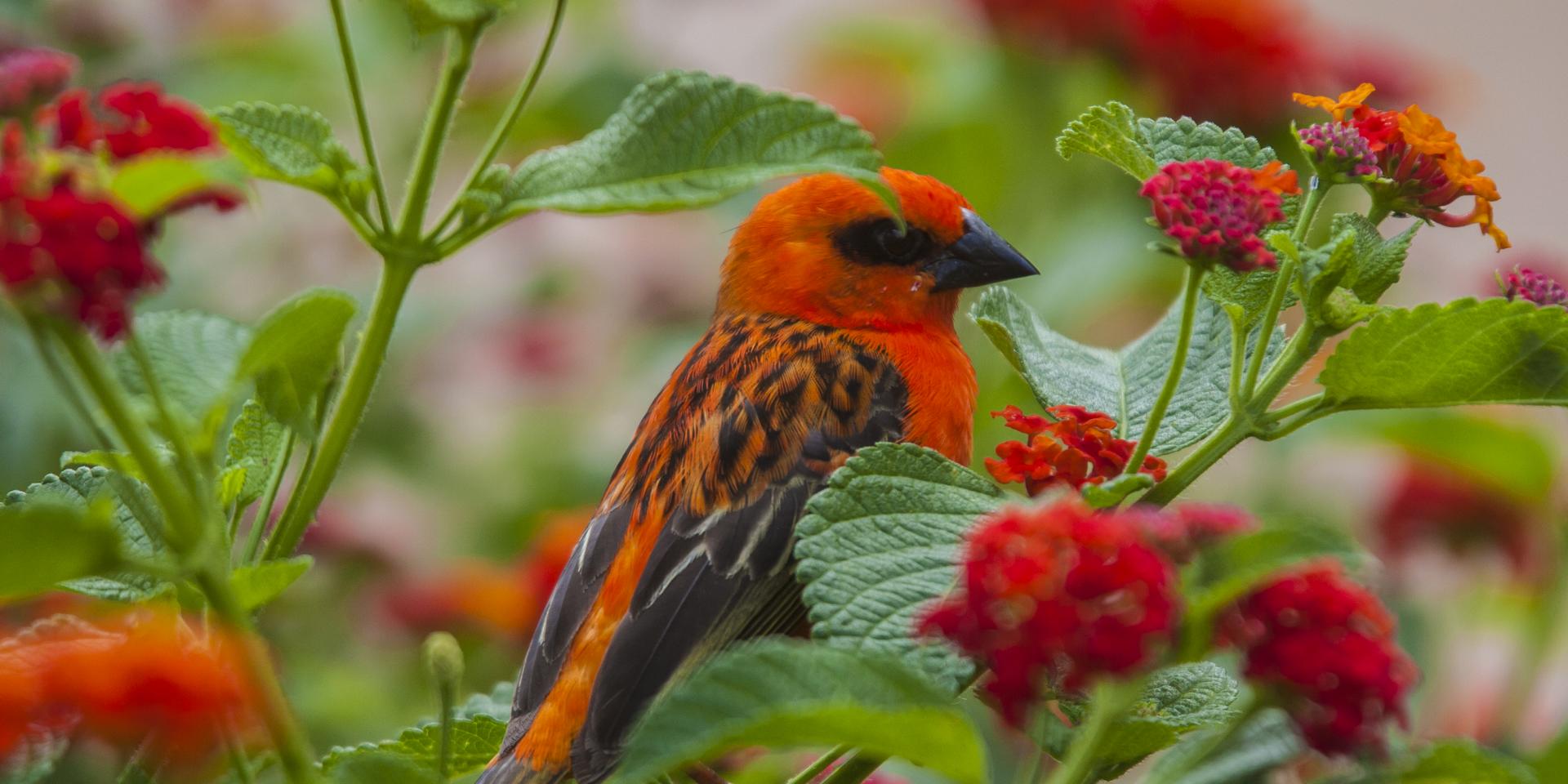 Birds of Reunion Island: the residents of the sky