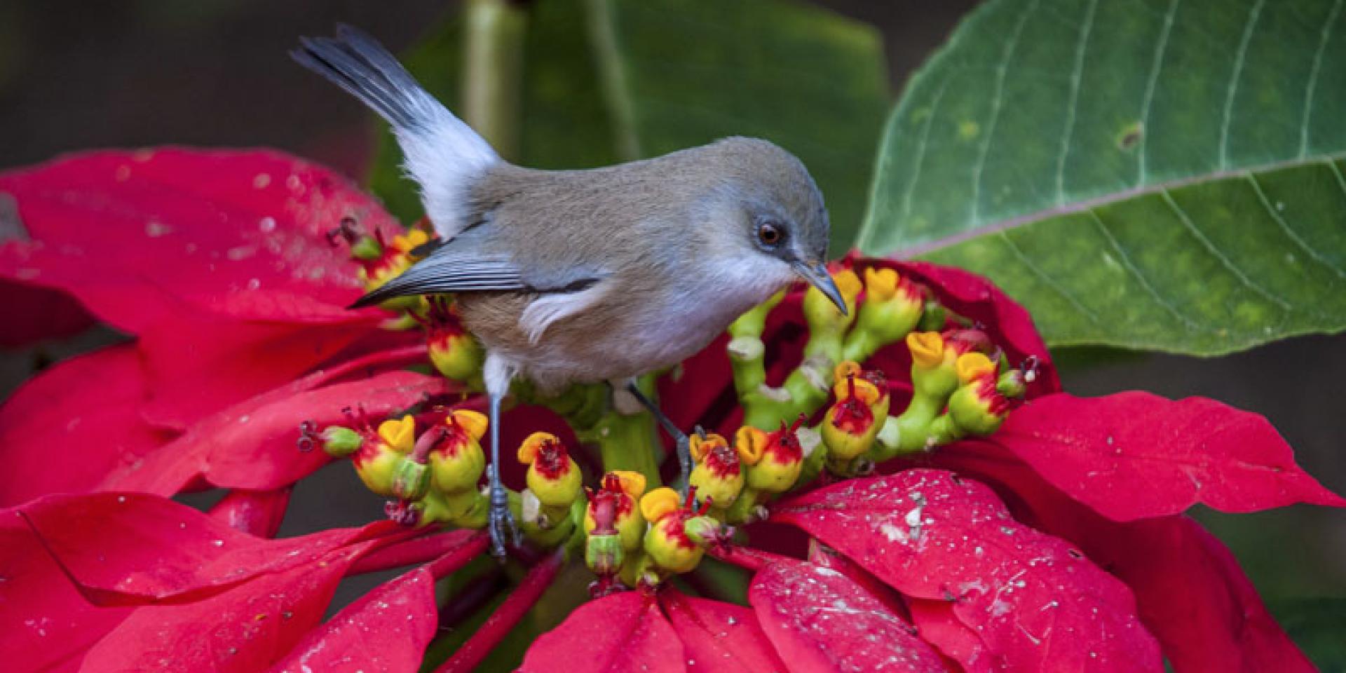 Le parc national de La Réunion | Île de la Réunion Tourisme