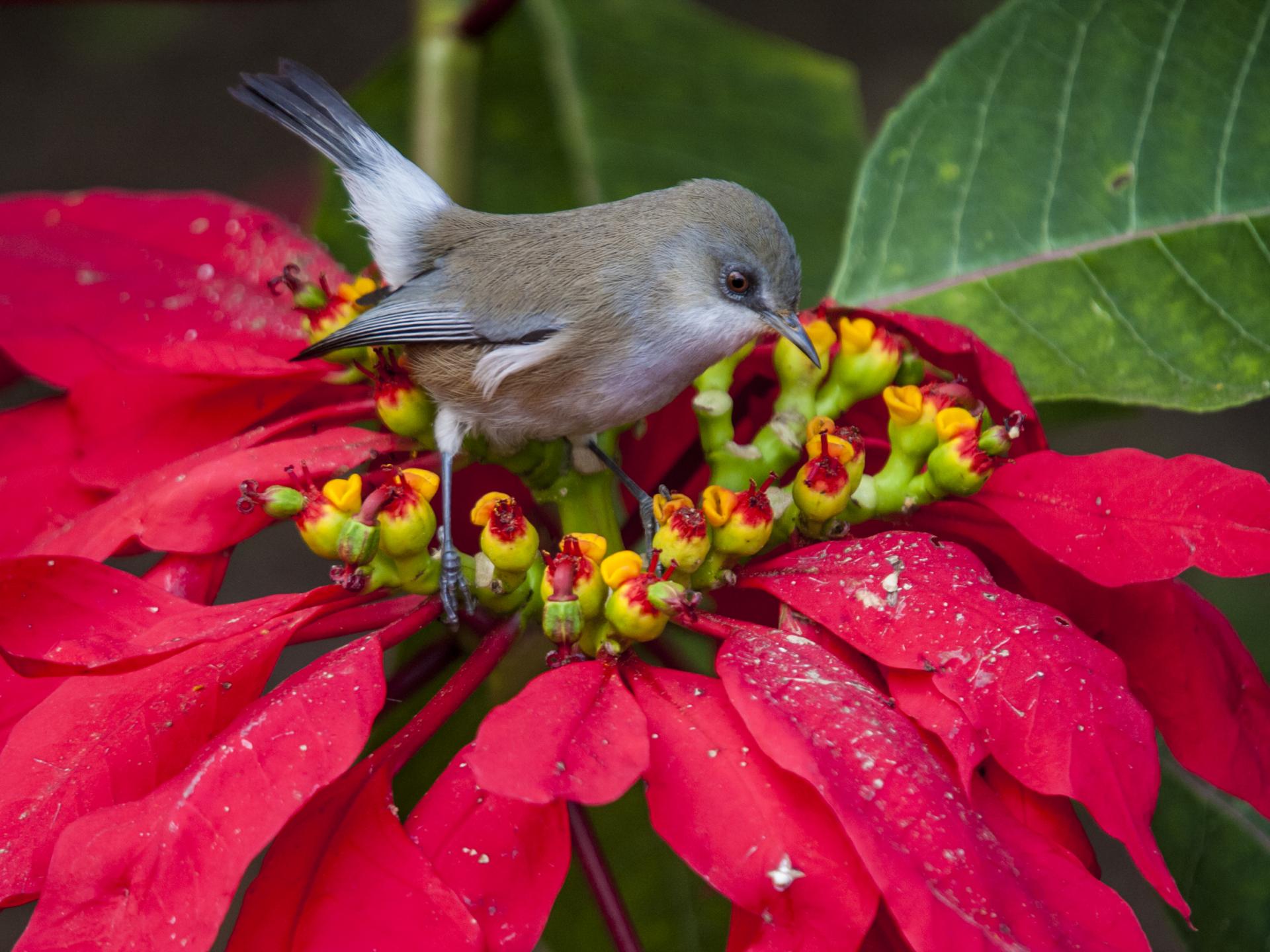 Birds of Reunion Island: the residents of the sky