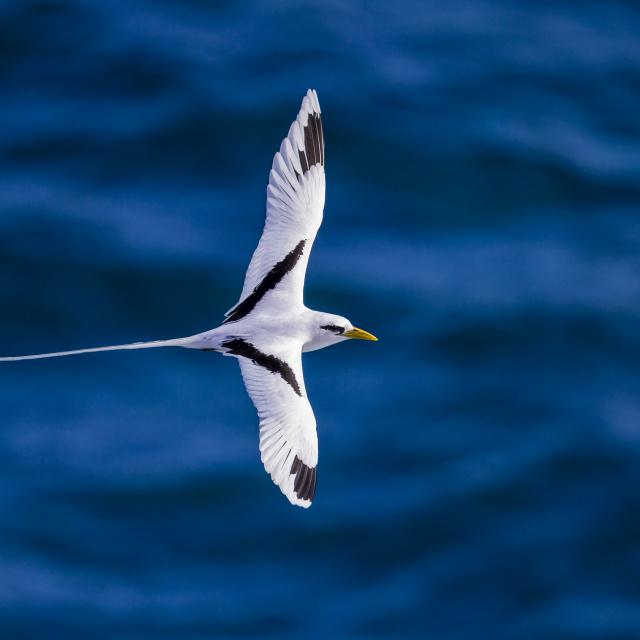 Paille-en-queue à La Réunion : un oiseau emblématique