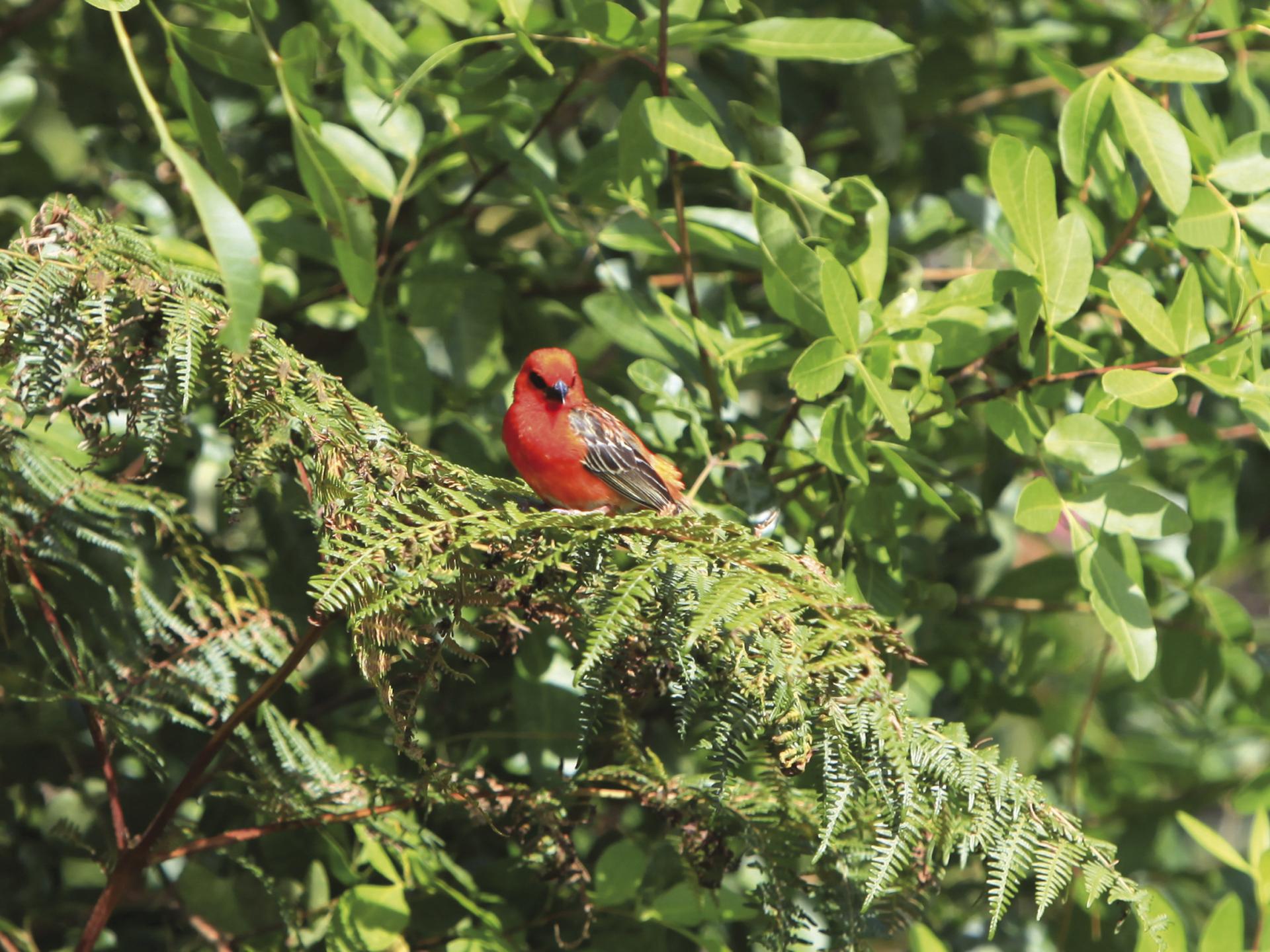 Birds of Reunion Island: the residents of the sky
