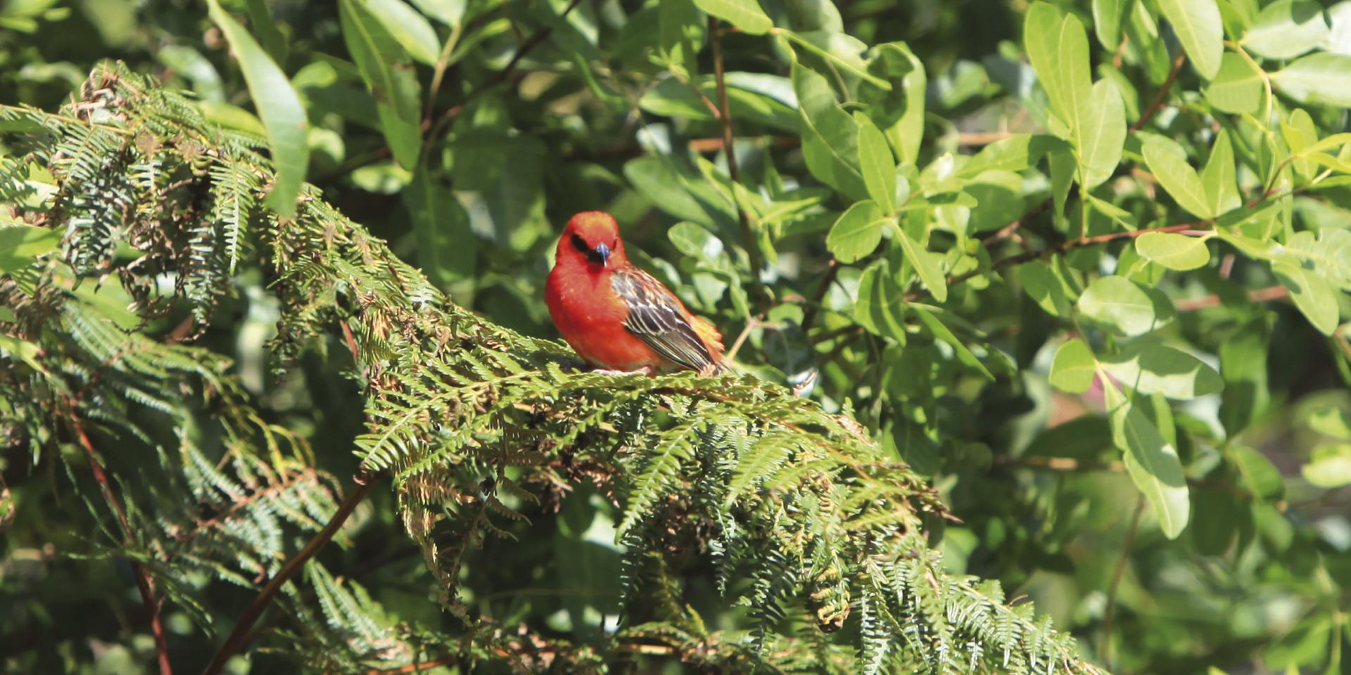 Wildlife of Reunion Island: a island full of riches