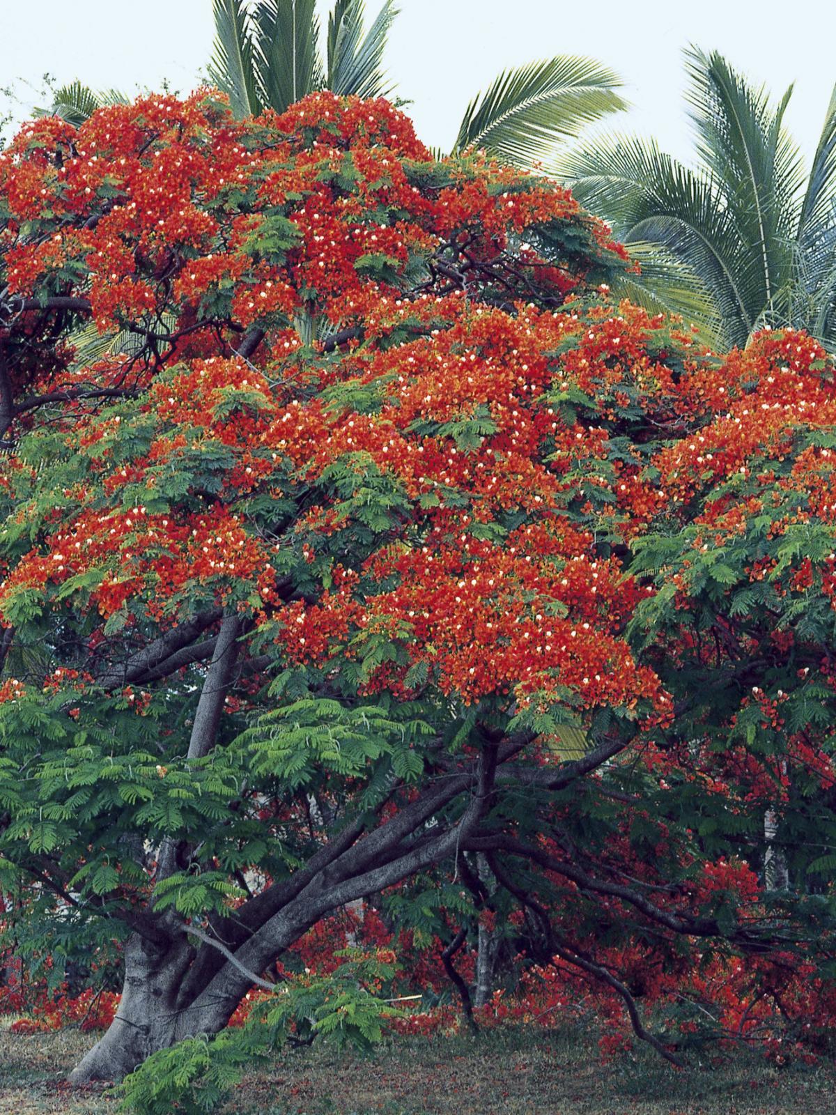 All agencies | Île de la Réunion Tourisme