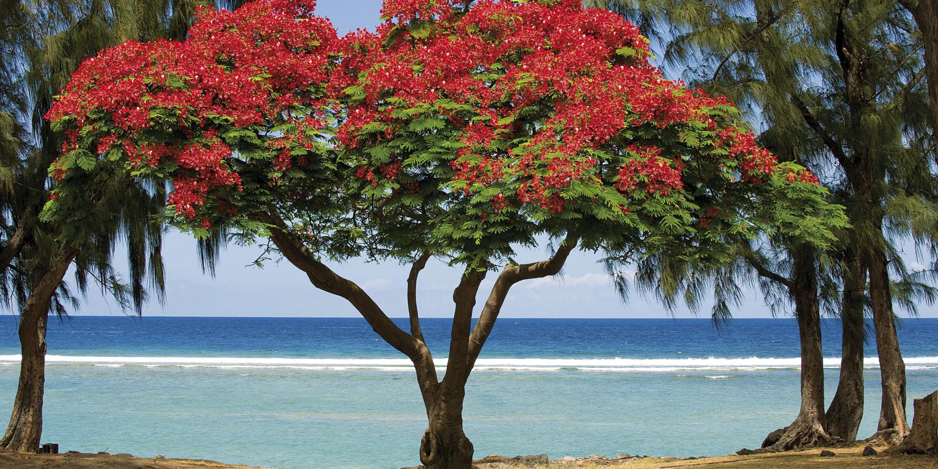 Flamboyant tree of Reunion Island: a celebratory tree