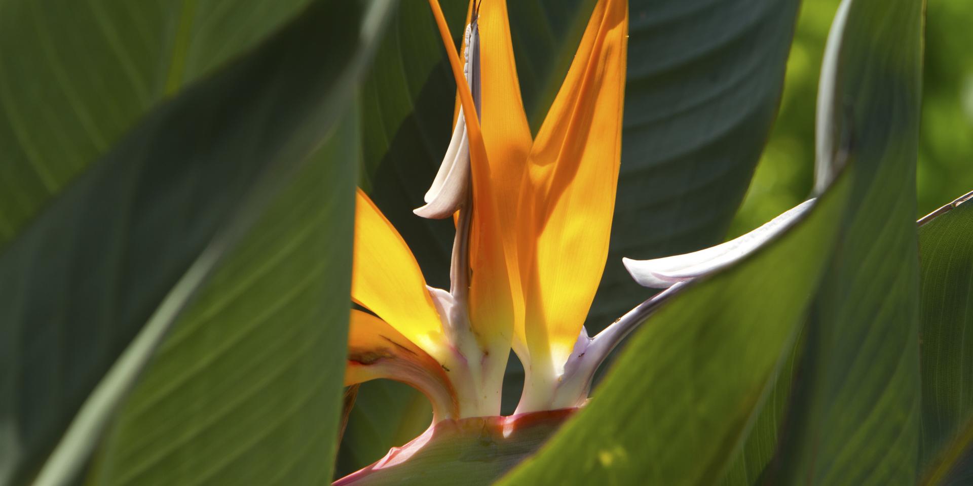 Der Paradiesvogel | Île de la Réunion Tourisme