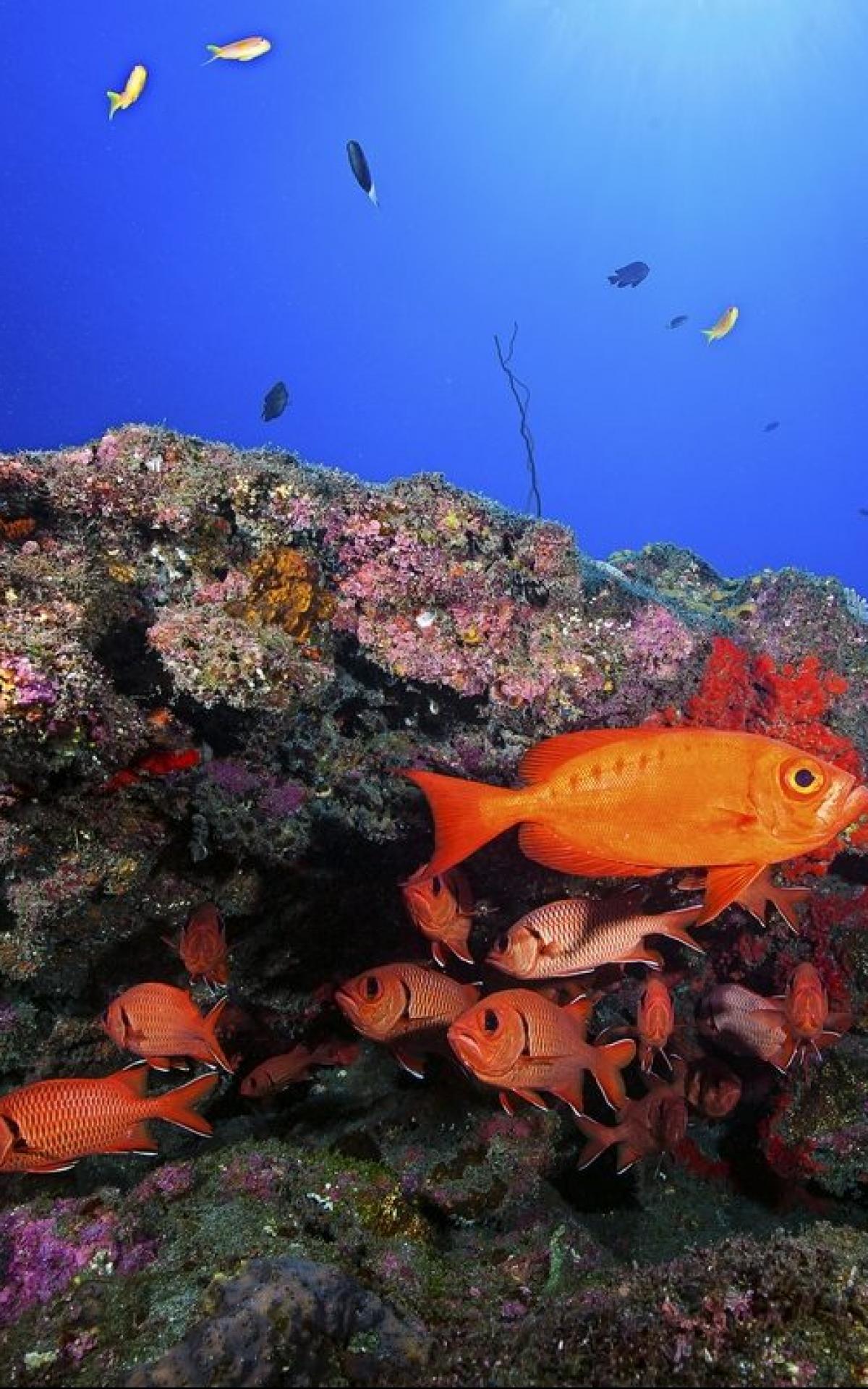 Reunion Island’s Natural Marine Reserve | Île de la Réunion Tourisme