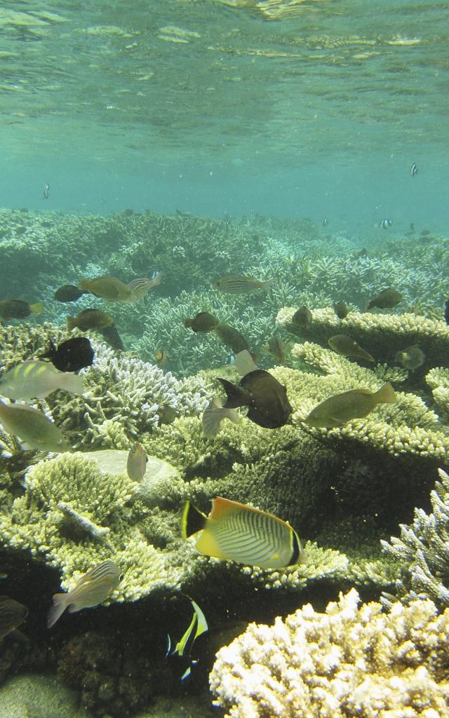 Wildlife of Reunion Island: a island full of riches