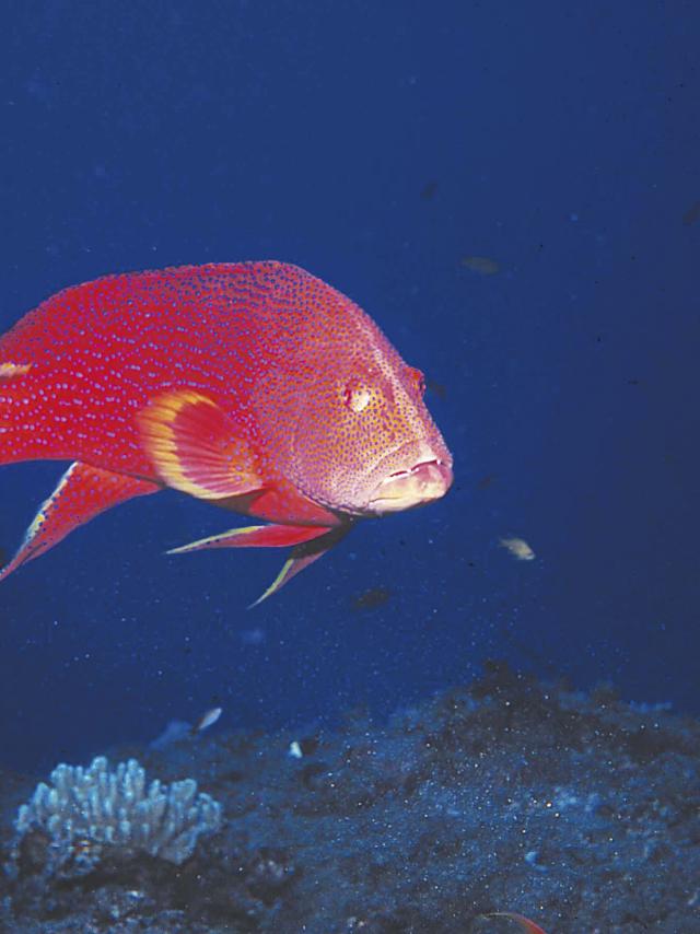 The Reunionese population | Île de la Réunion Tourisme