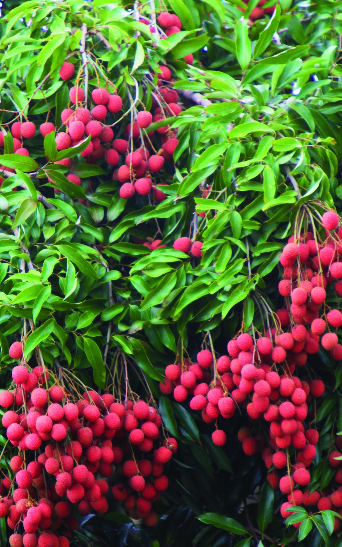 Reunion Island: vegetation and tropical flowers