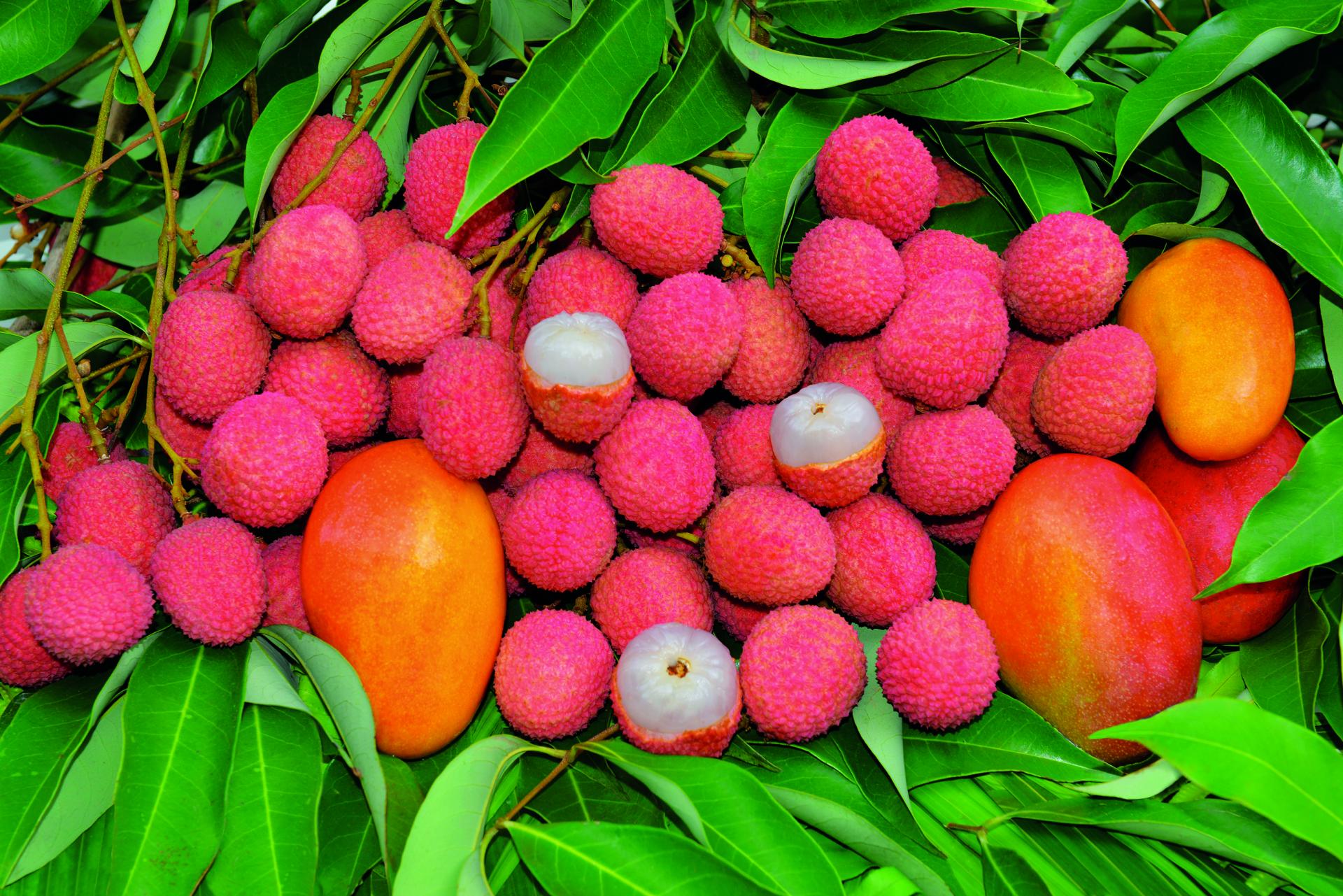 Lychee punch recipe | Île de la Réunion Tourisme