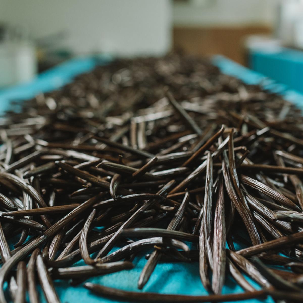 Vanilla in Reunion Island: a delicious family outing