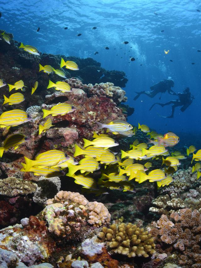 Wildlife of Reunion Island: a island full of riches