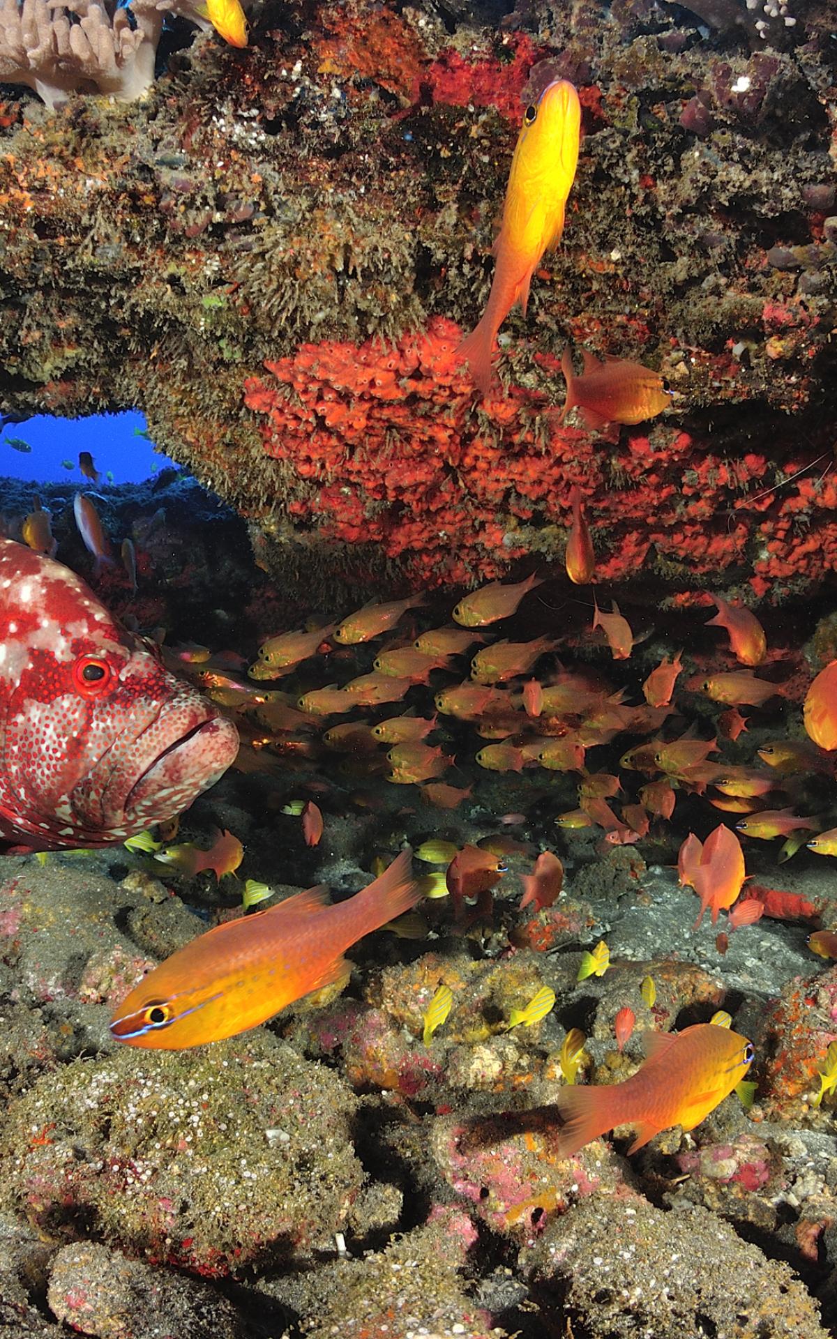 Wildlife of Reunion Island: a island full of riches