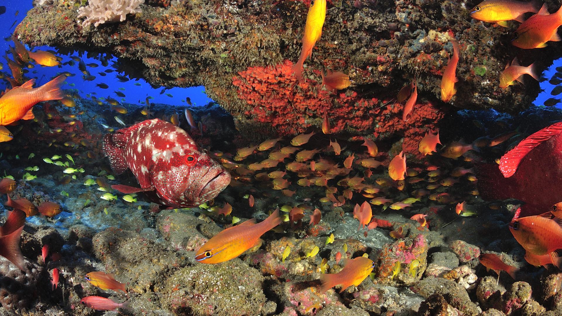 Lagon de La Réunion : le paradis bleu de la Côte Ouest