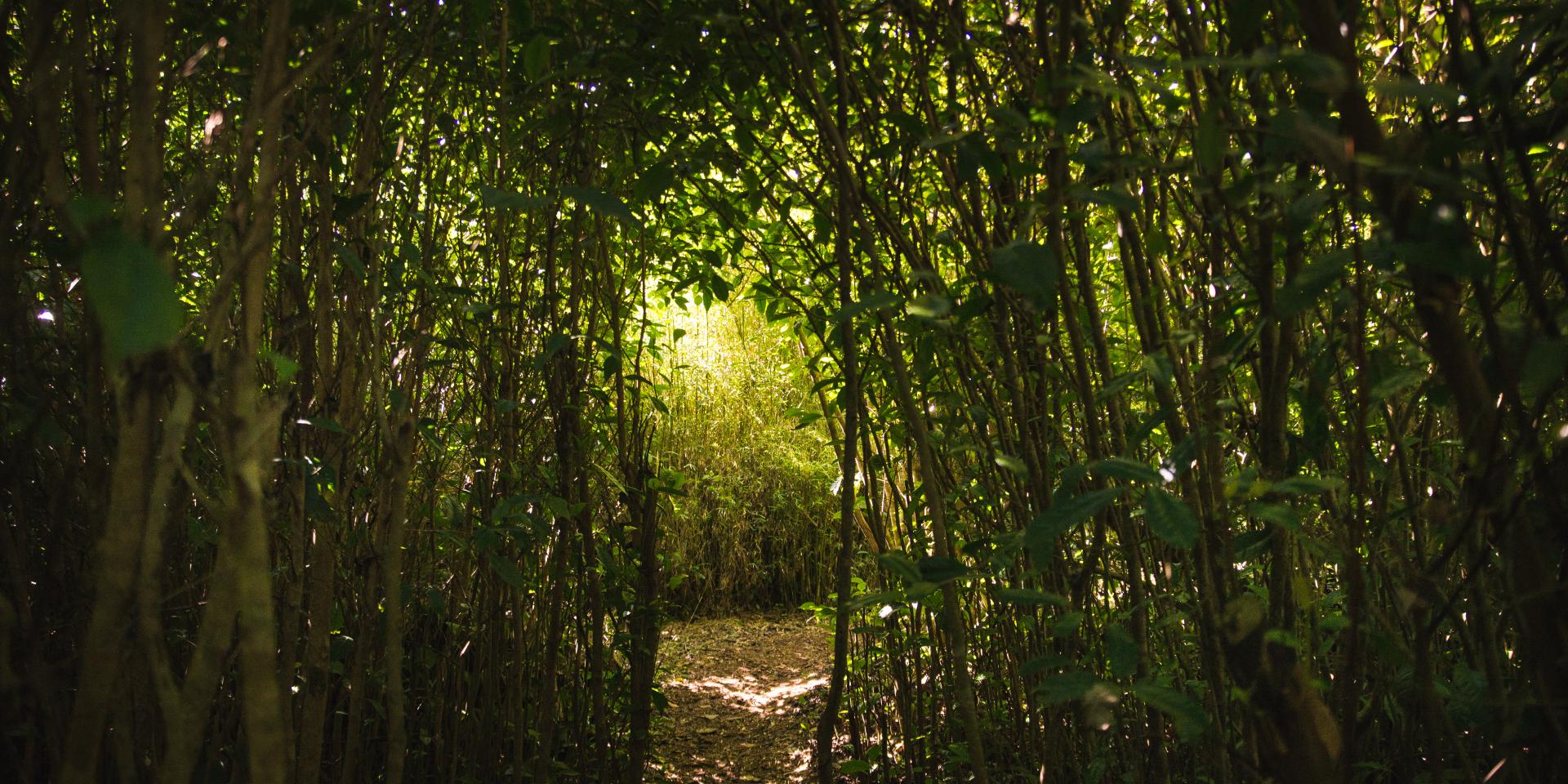 Visite d’un champ de thé | Vivez une expérience unique à La Réunion