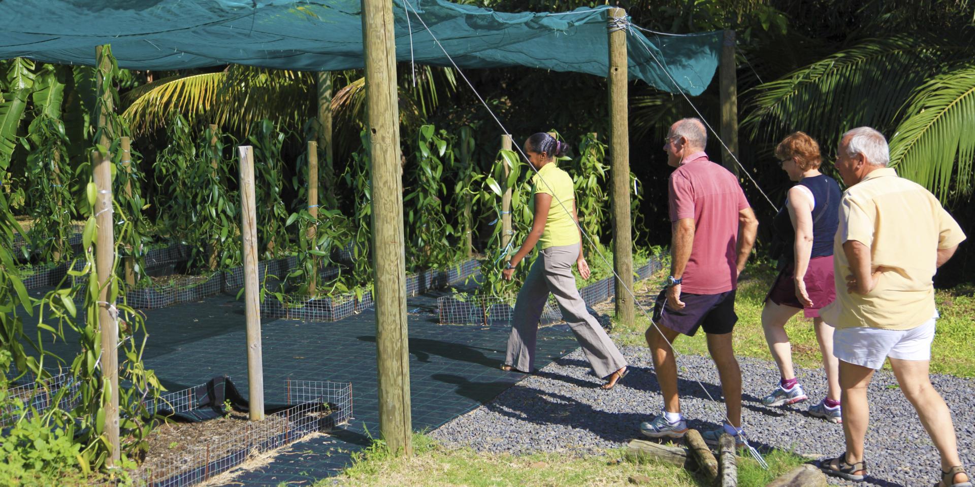 Vanilla in Reunion Island: a delicious family outing