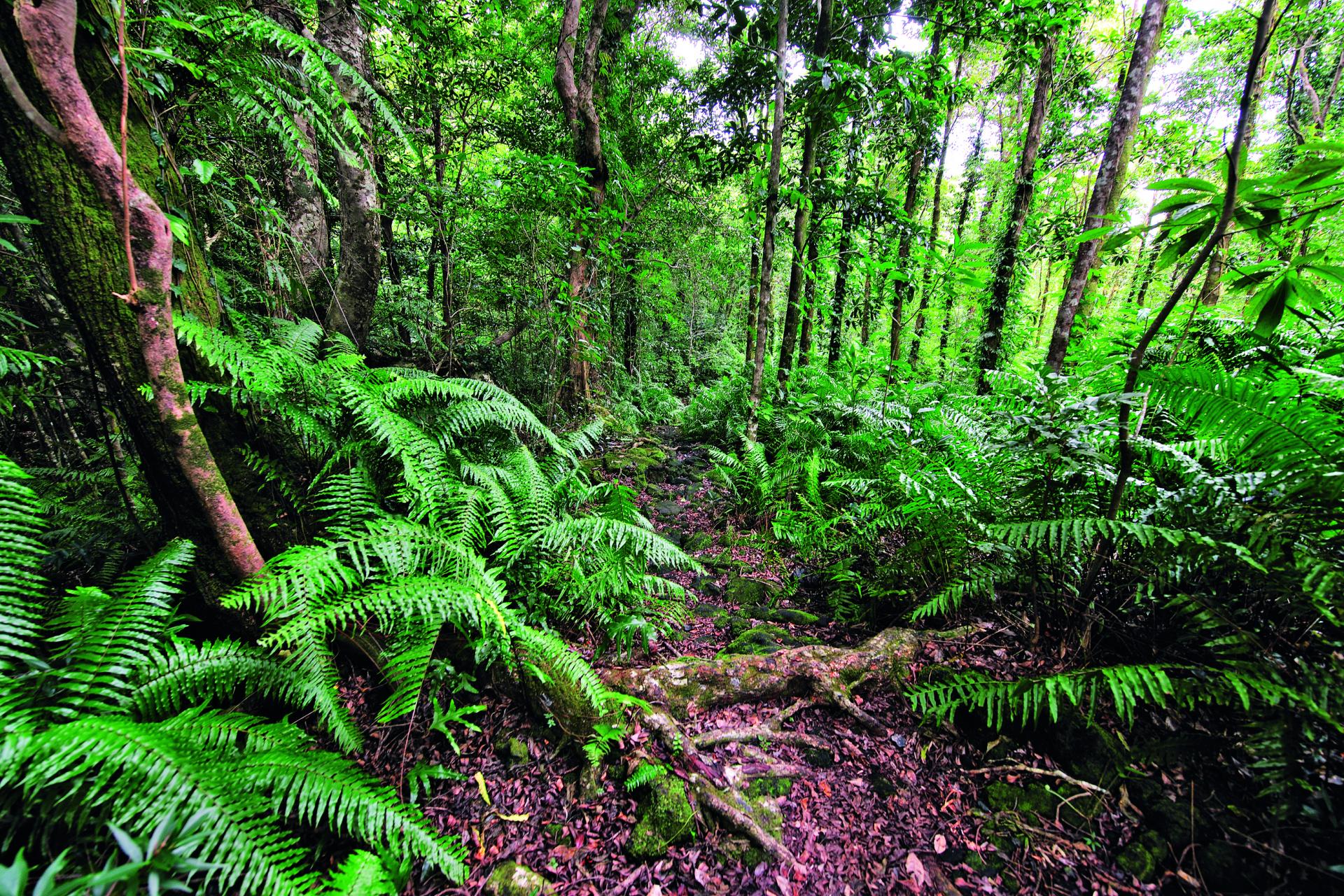 Plants of Reunion Island: the secrets unveiled