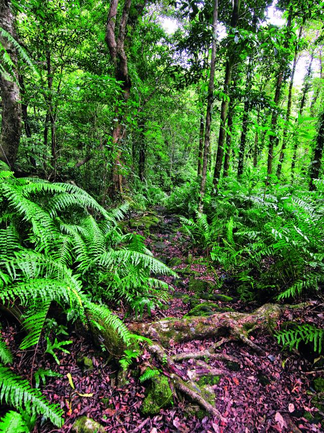 Wildlife of Reunion Island: a island full of riches