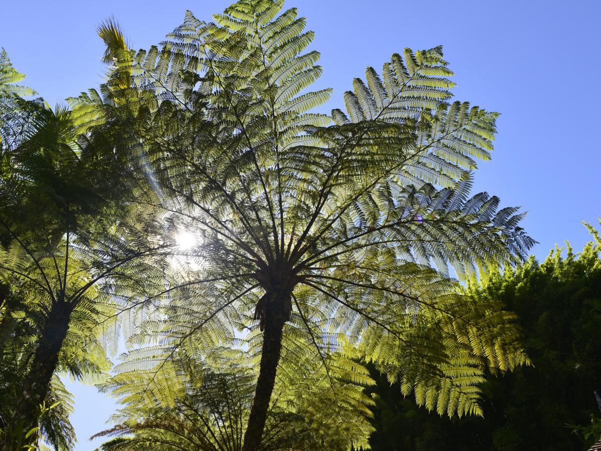 Reunion Island: vegetation and tropical flowers