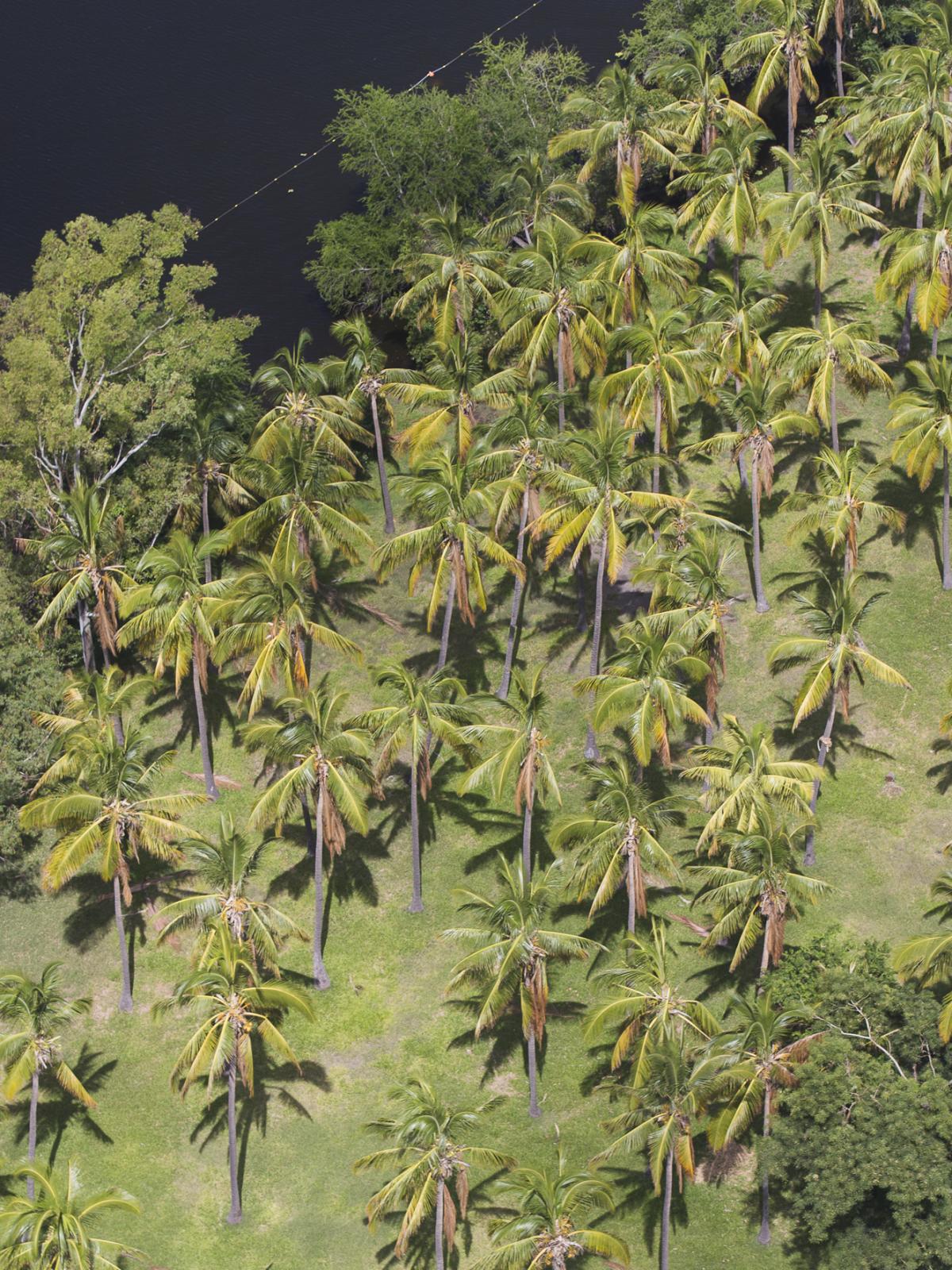 The Reunionese population | Île de la Réunion Tourisme
