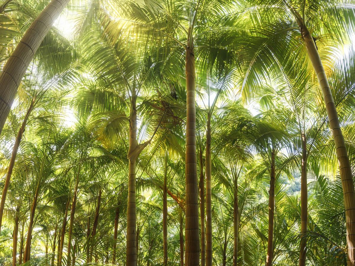 INDIGENOUS FLORA | Île de la Réunion Tourisme