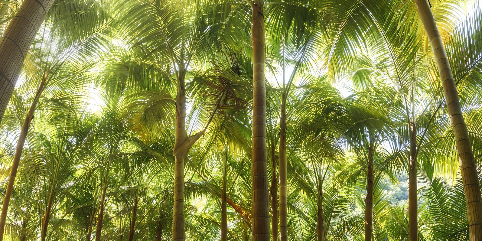 Le Palmiste | Île de la Réunion Tourisme