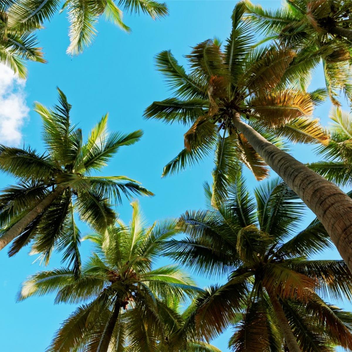 La noix de Coco | Île de la Réunion Tourisme