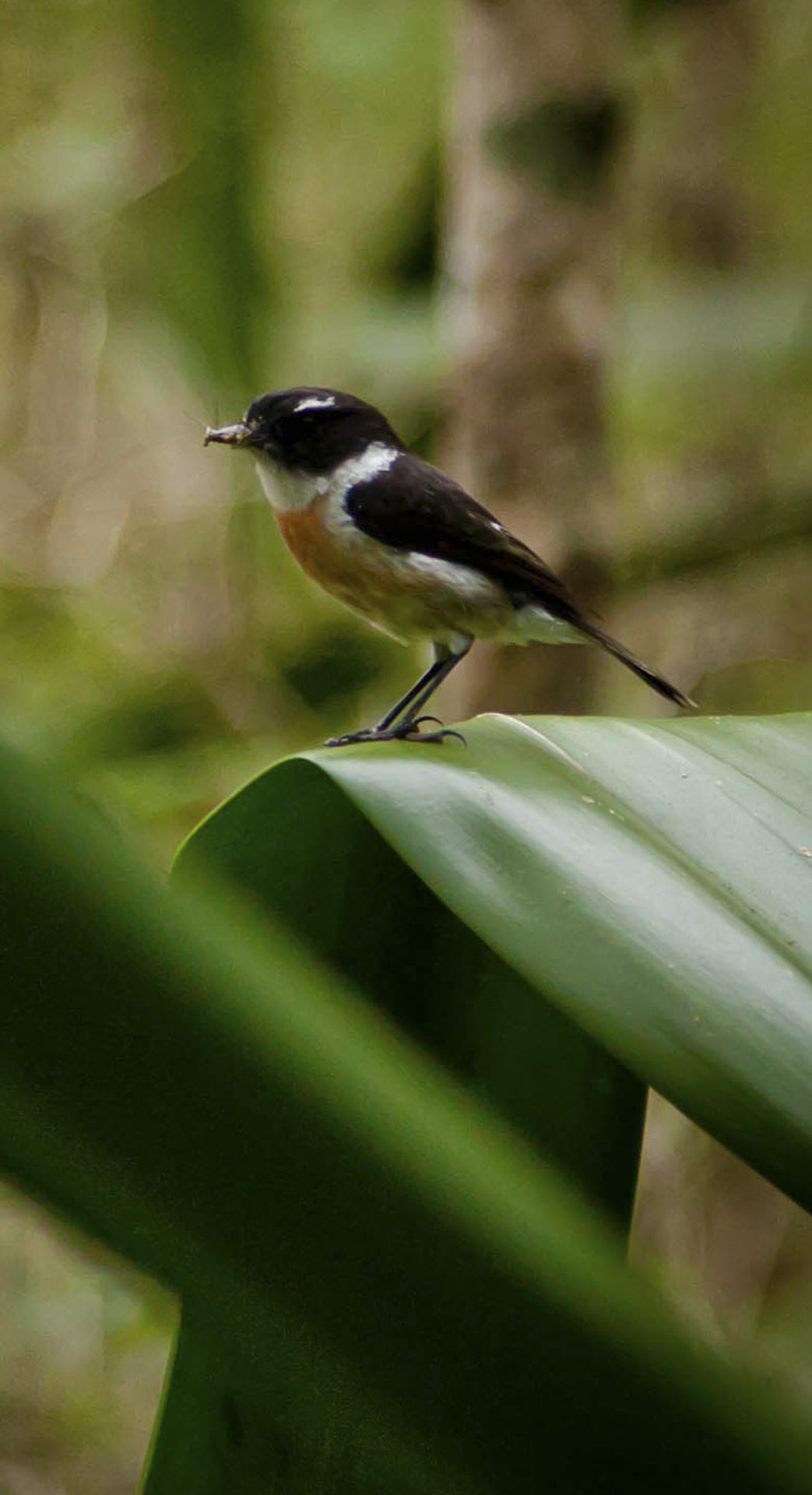 Birds of Reunion Island: the residents of the sky