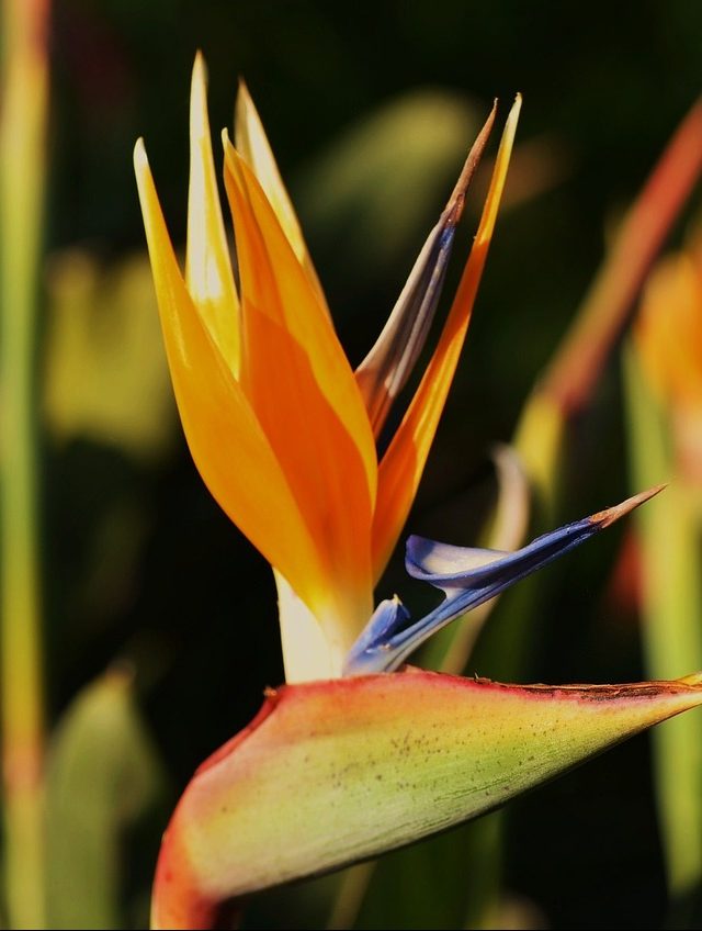 Plants of Reunion Island: the secrets unveiled