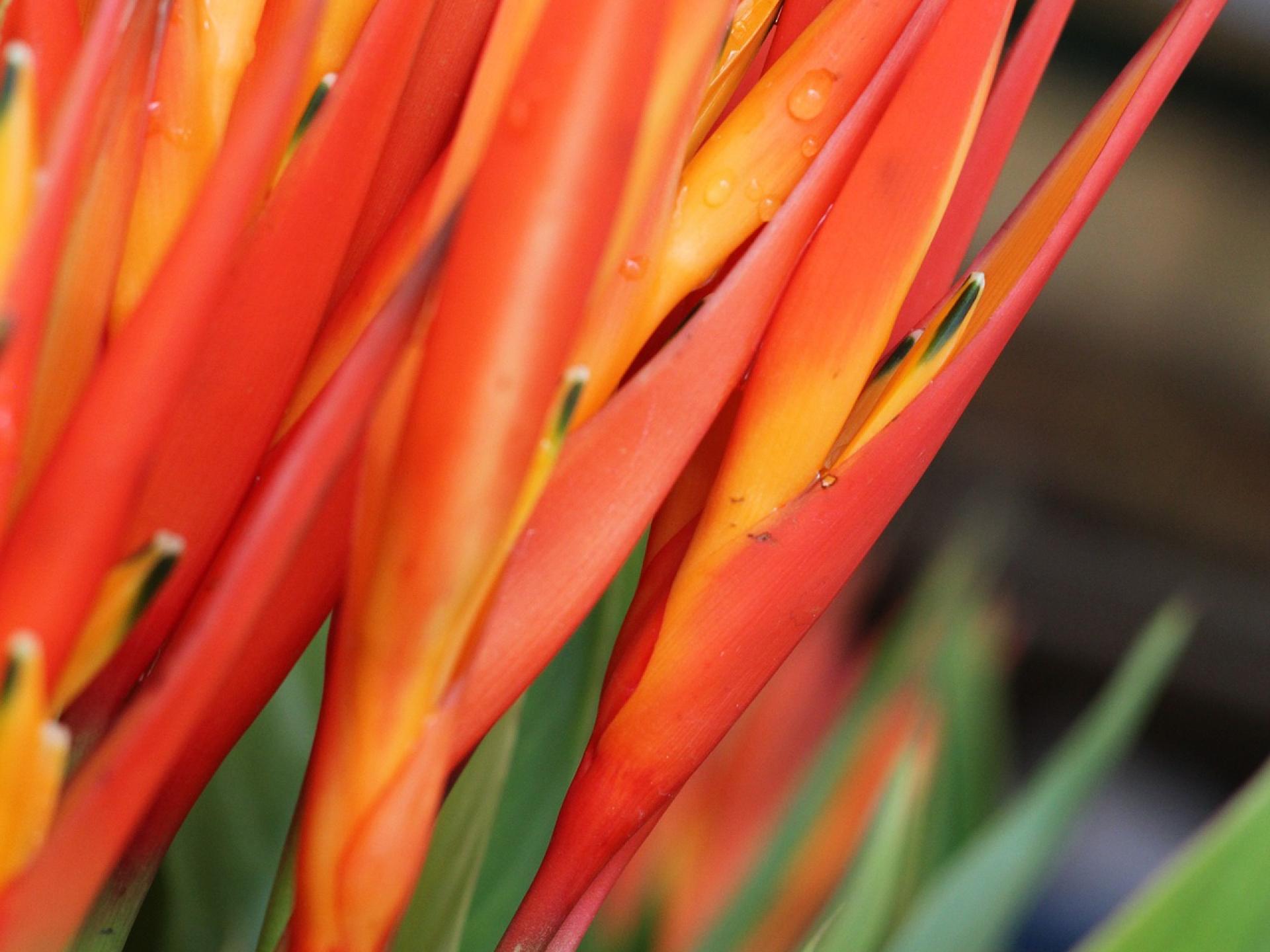 Plants of Reunion Island: the secrets unveiled