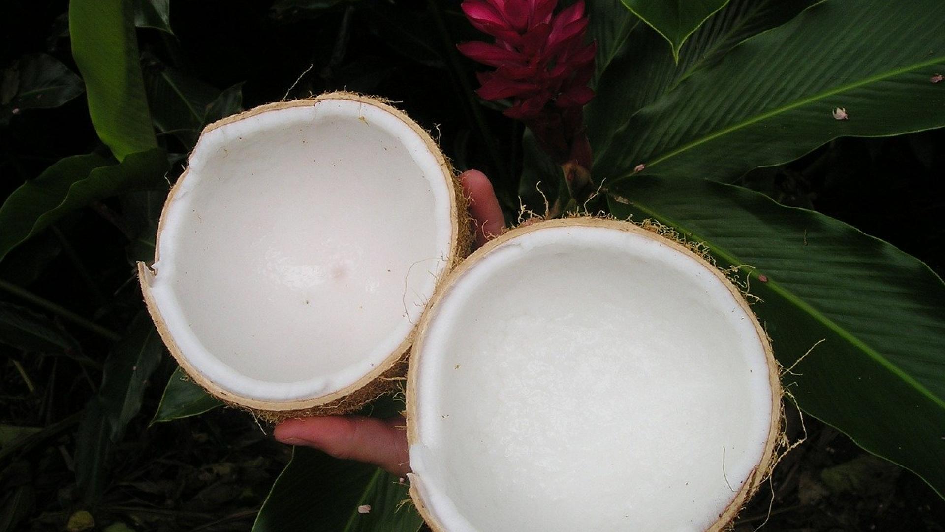 La noix de Coco | Île de la Réunion Tourisme