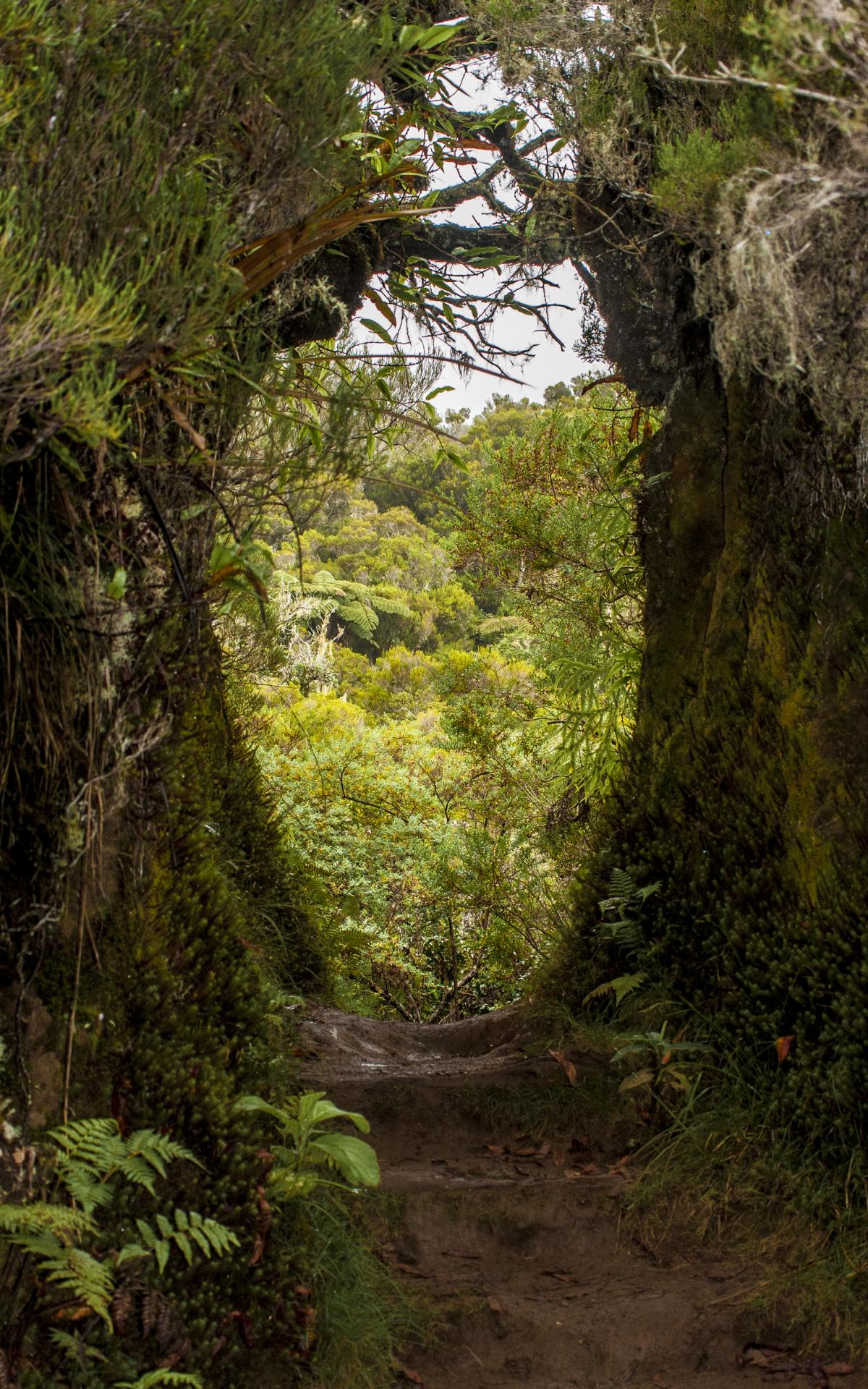 Reunion Island: vegetation and tropical flowers
