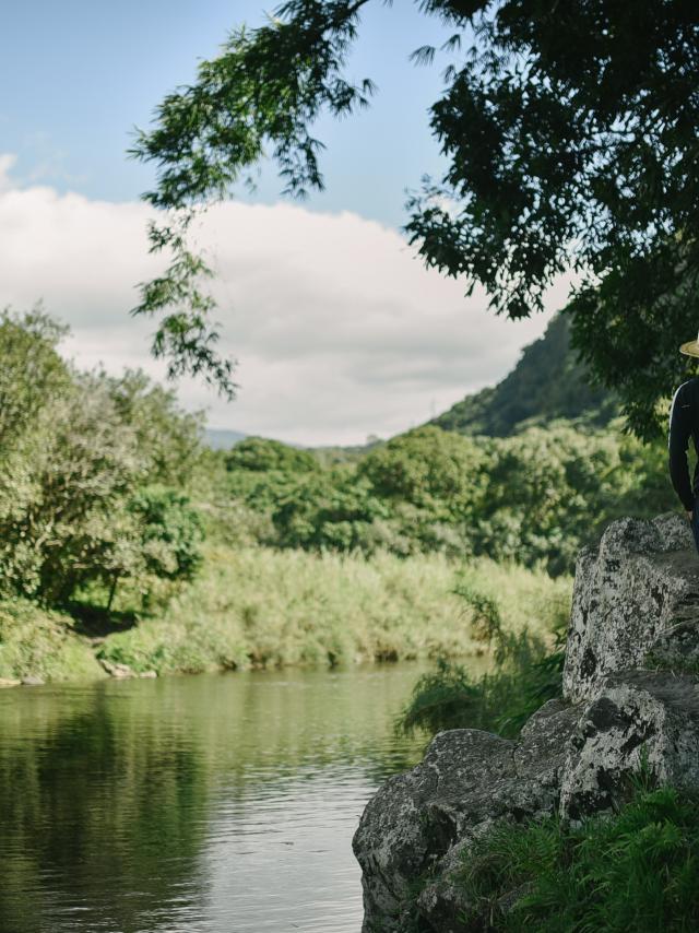 Flamboyant tree of Reunion Island: a celebratory tree
