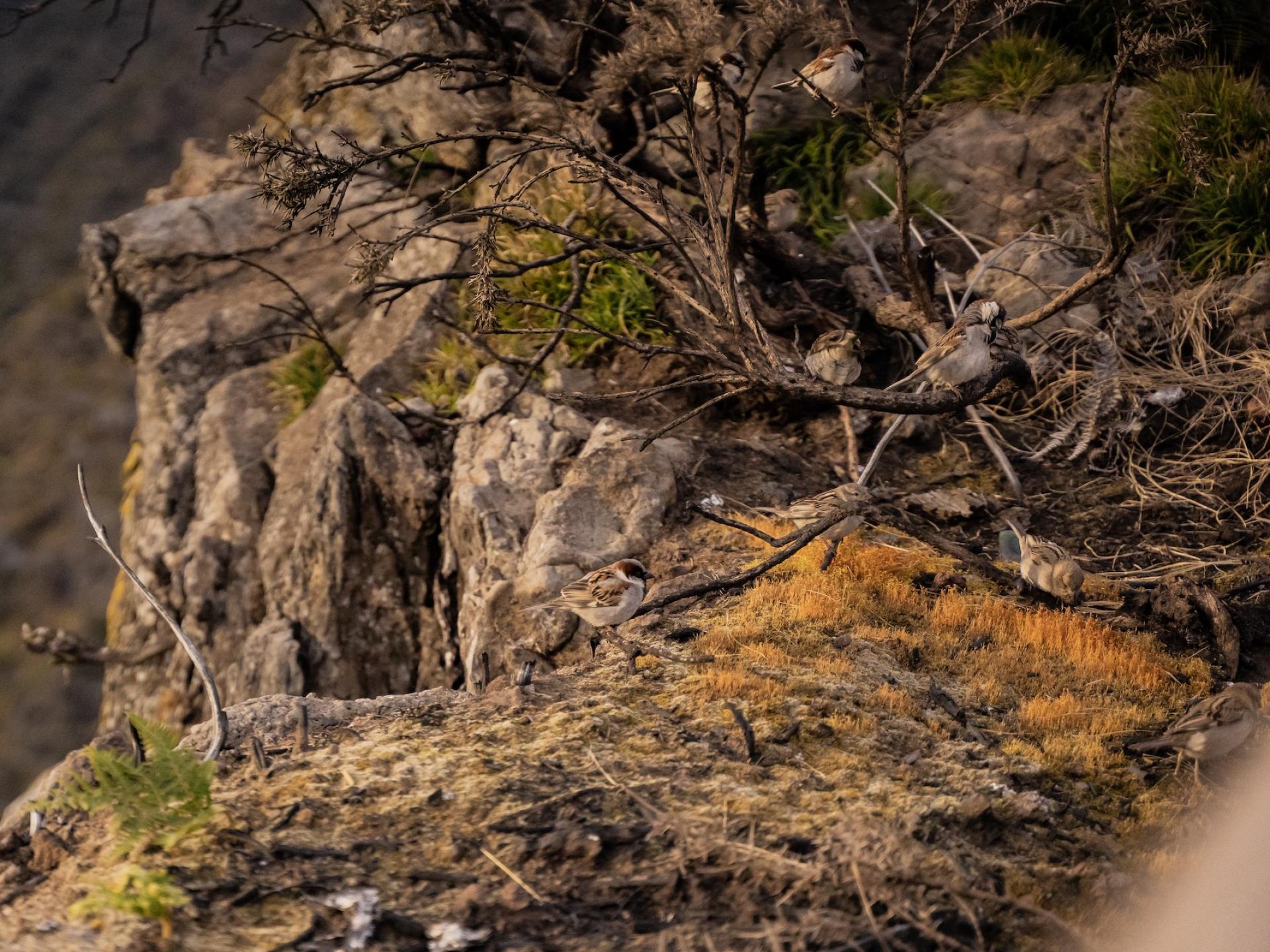 Piton Maido : the balcony of Reunion Island